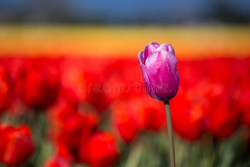 Tulipa roxa em um campo imagem de stock. Imagem de colorido - 37040467