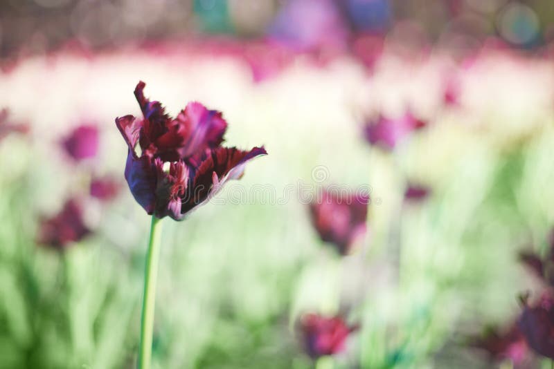 Tulipa Roxa No Fundo Do Close-up Da Grama Verde Foto de Stock - Imagem ...