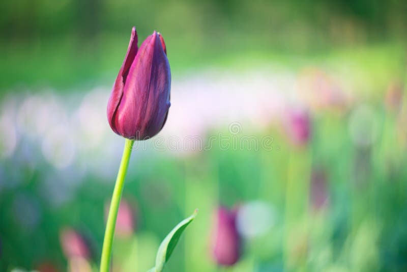 Tulipa Roxa No Fundo Do Close-up Da Grama Verde Foto de Stock - Imagem ...