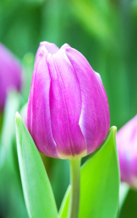 Tulipa roxa no jardim foto de stock. Imagem de inverno - 28580728