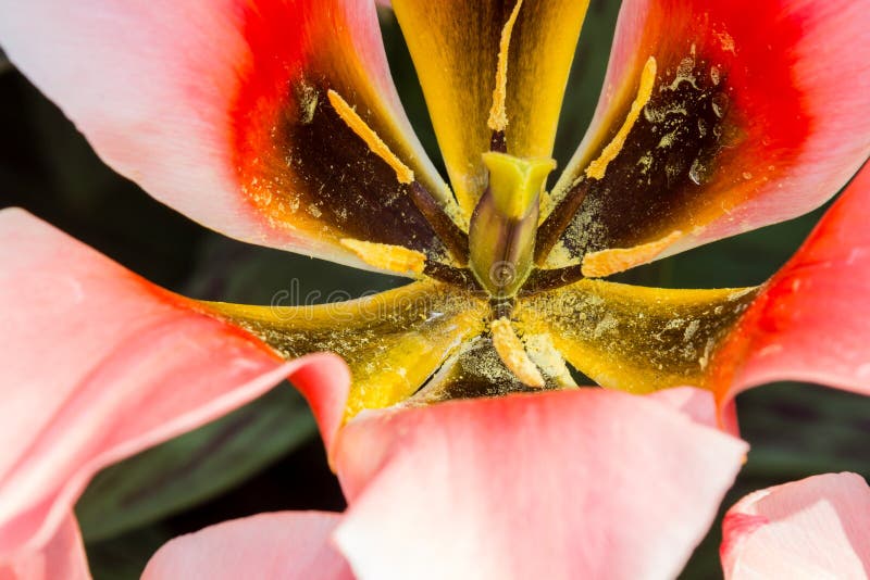 Tulipa Spring Surprise stock photo. Image of landscape - 72146584