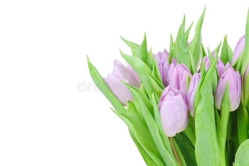 Tulipanes Aislados En Blanco Imagen de archivo - Imagen de color ...
