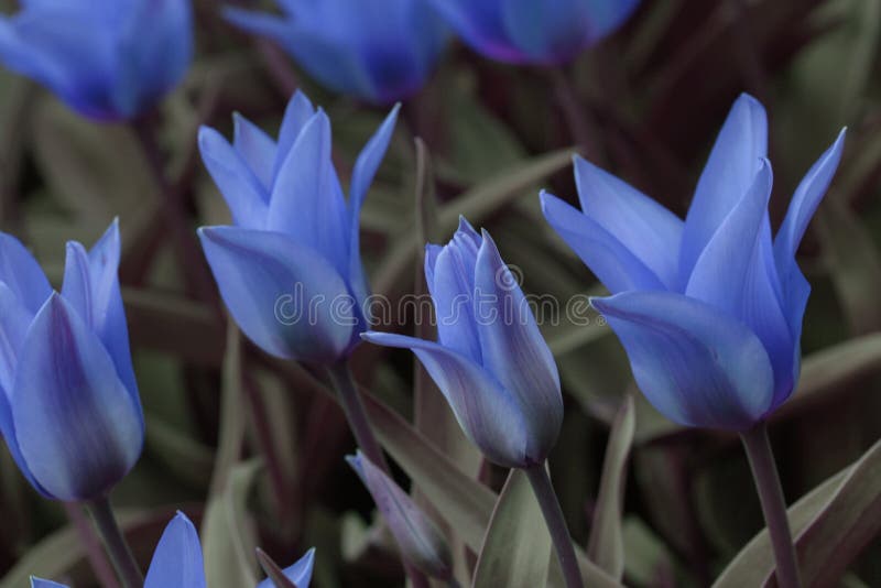 Tulipanes azules imagen de archivo. Imagen de pétalo, germen - 690041