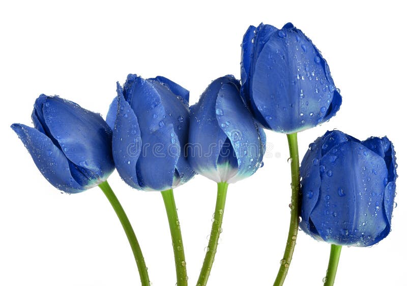 Tulipanes Azules Cubiertos De Rocio Imagen de archivo - Imagen de ...