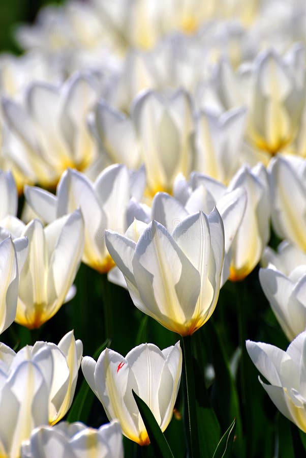 Tulipanes Blancos En El Sol Foto de archivo - Imagen de verde, flores ...