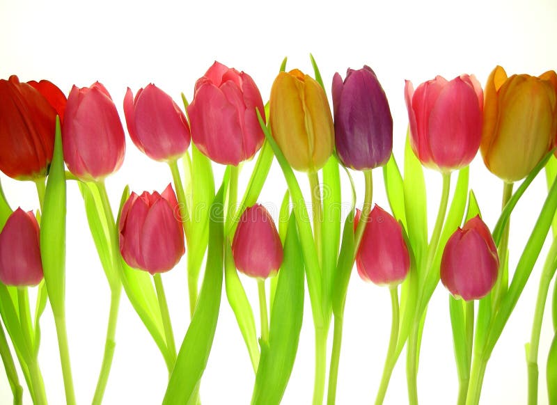 Tulipanes coloridos imagen de archivo. Imagen de florista - 4076957