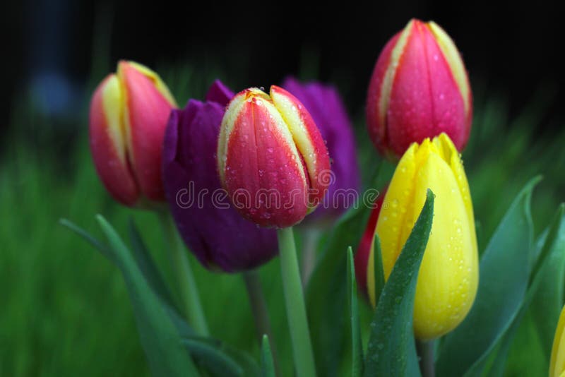 Tulipanes De Diversos Colores Foto de archivo - Imagen de belleza ...