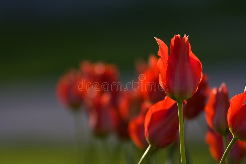 Tulipanes en sol foto de archivo. Imagen de verde, alto - 4945012
