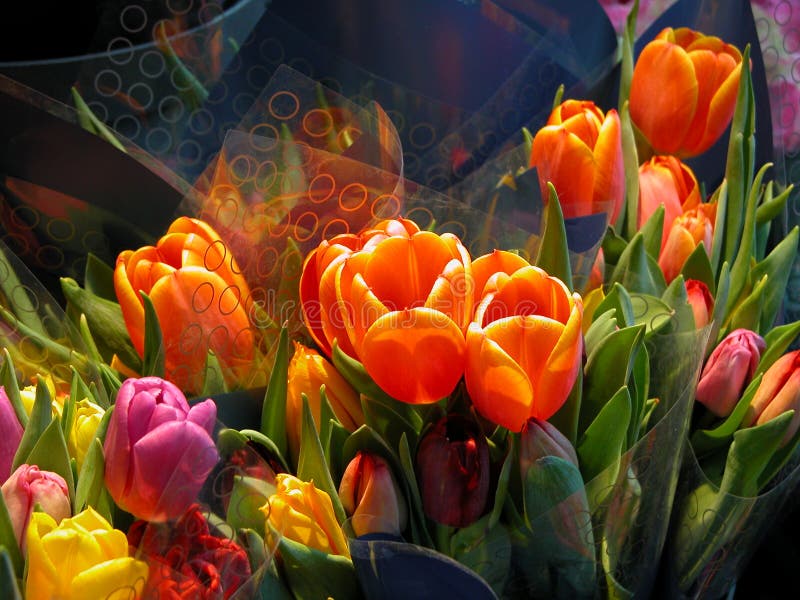 Tulipanes En Todos Los Colores Foto de archivo - Imagen de vida ...