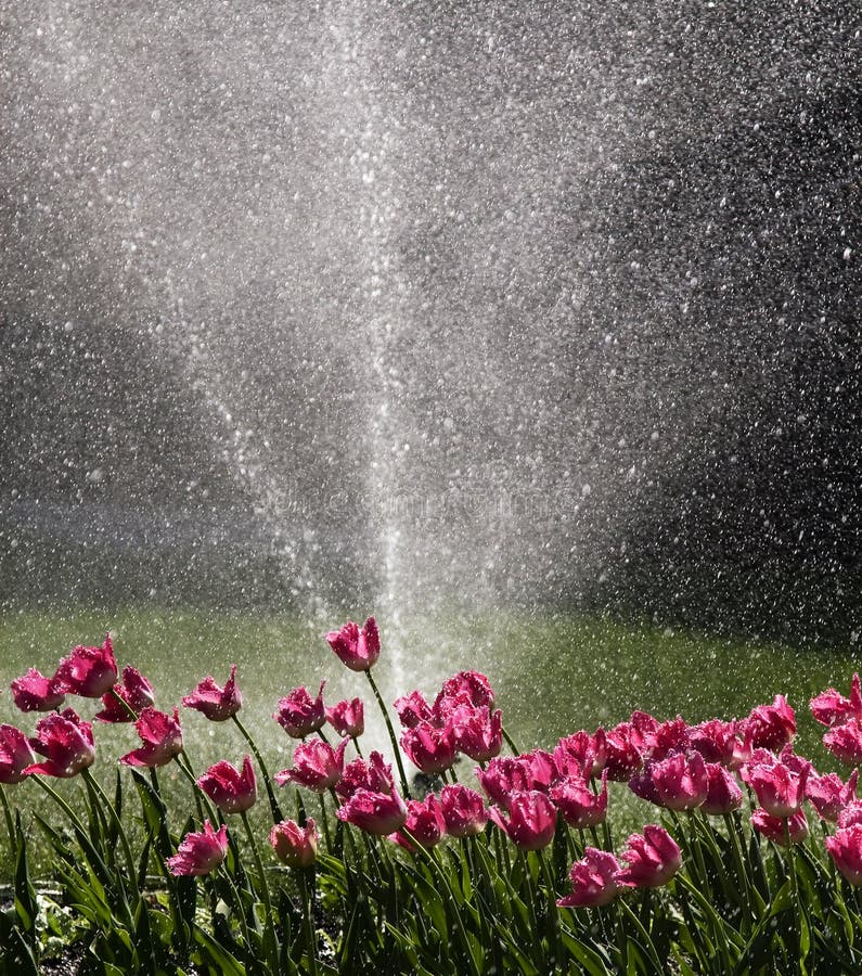 6,221 Regado Fotos de stock - Fotos libres de regalías de Dreamstime