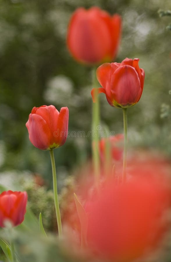 Tulipanes rojos. imagen de archivo. Imagen de colores - 13350427