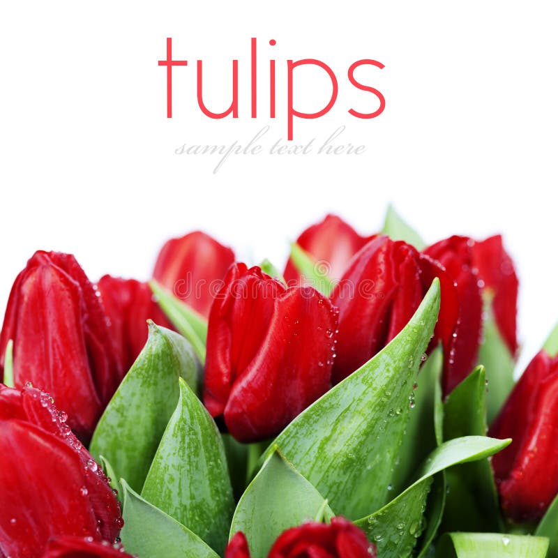 Tulipanes rojos foto de archivo. Imagen de muestra, resorte - 23446868