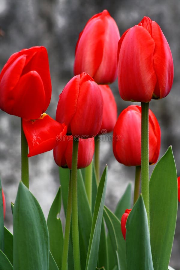 Tulipanes rojos imagen de archivo. Imagen de exterior - 24218263