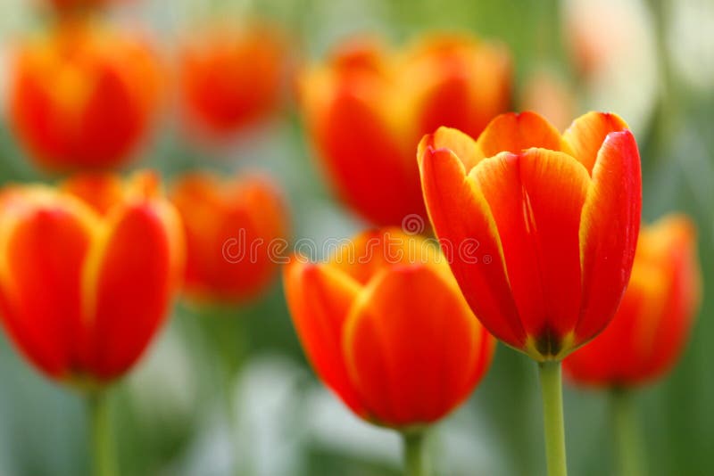 222,108 Tulipanes Rojos Fotos de stock - Fotos libres de regalías de ...