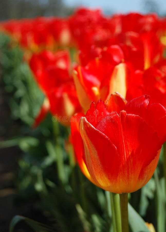 Tulipanes rojos feroces foto de archivo. Imagen de verde - 2211788