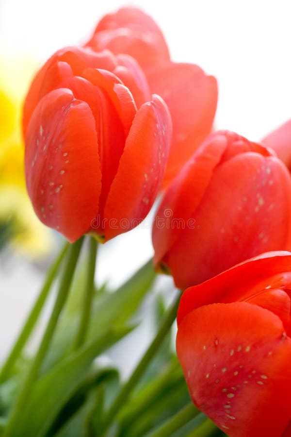 Tulipanes Rojos Hermosos Imagen. Imagen: 5197546