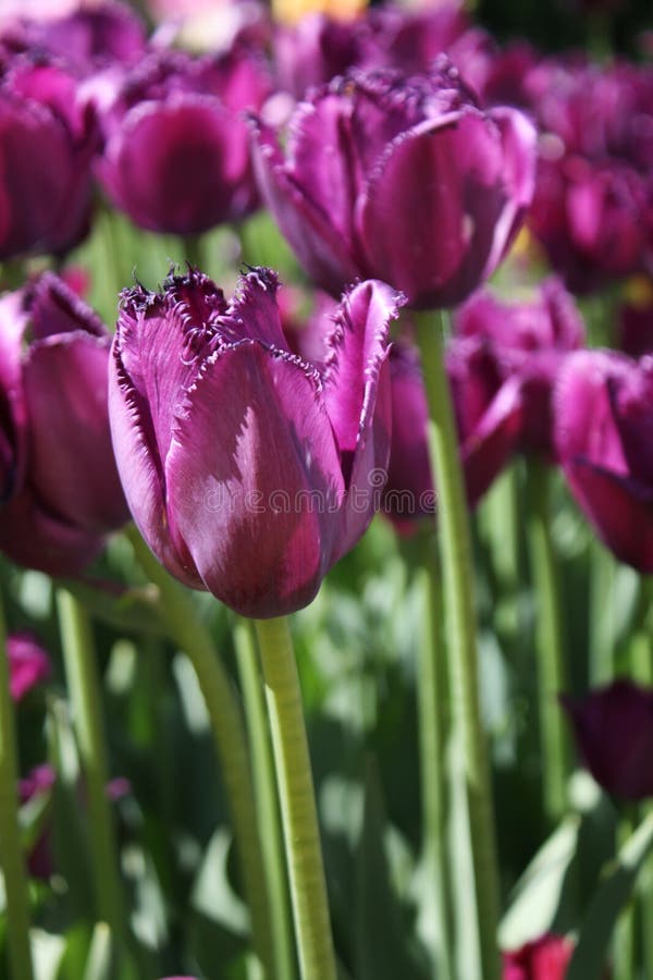 Tulipanes violetas imagen de archivo. Imagen de arriate - 17195747