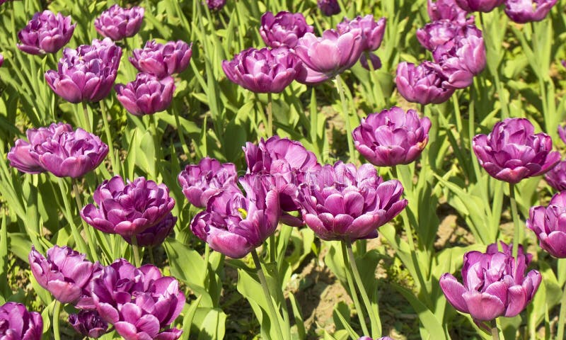 Tulipanes violetas imagen de archivo. Imagen de arriate - 17195747