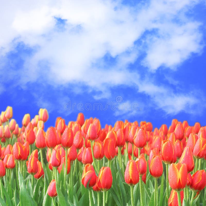 Tulipanes y cielo azul foto de archivo. Imagen de brillante - 23422114