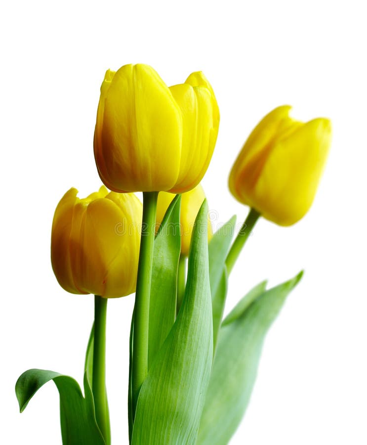 Tulipani gialli fotografia stock. Immagine di gentile - 7062508