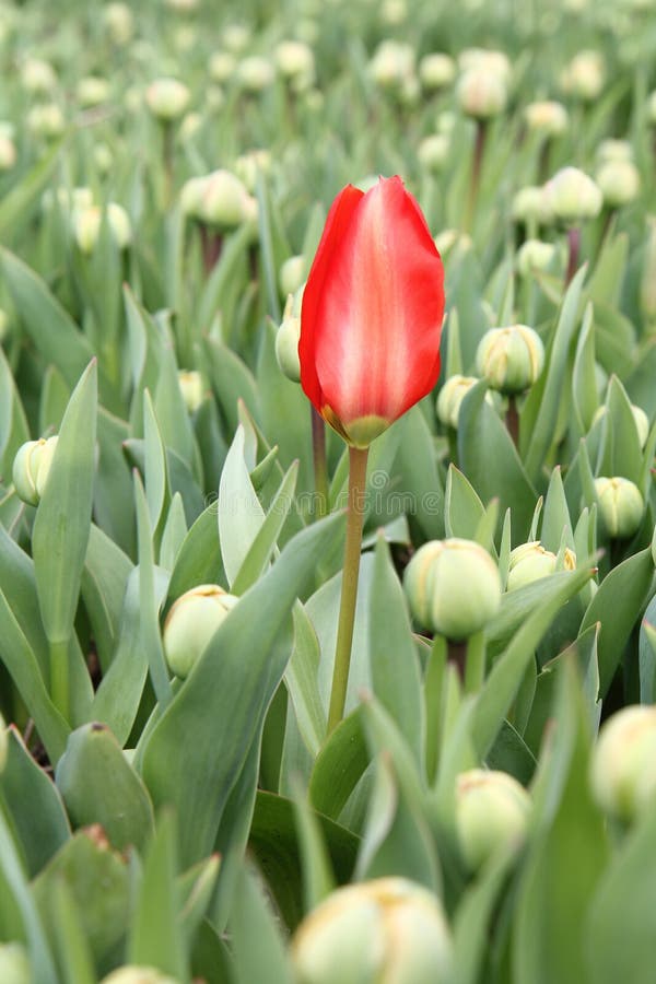Tulipano Rosso in Anticipo in Un Campo Immagine Stock - Immagine di ...