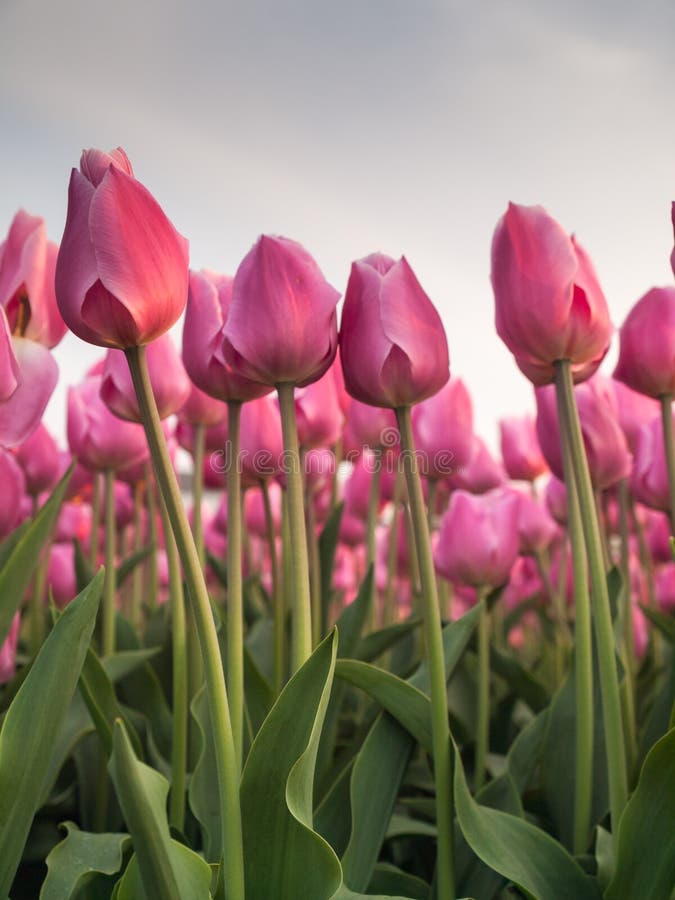 Tulipas Cor-de-rosa Fechadas Da Mola Foto de Stock - Imagem de bulbos ...