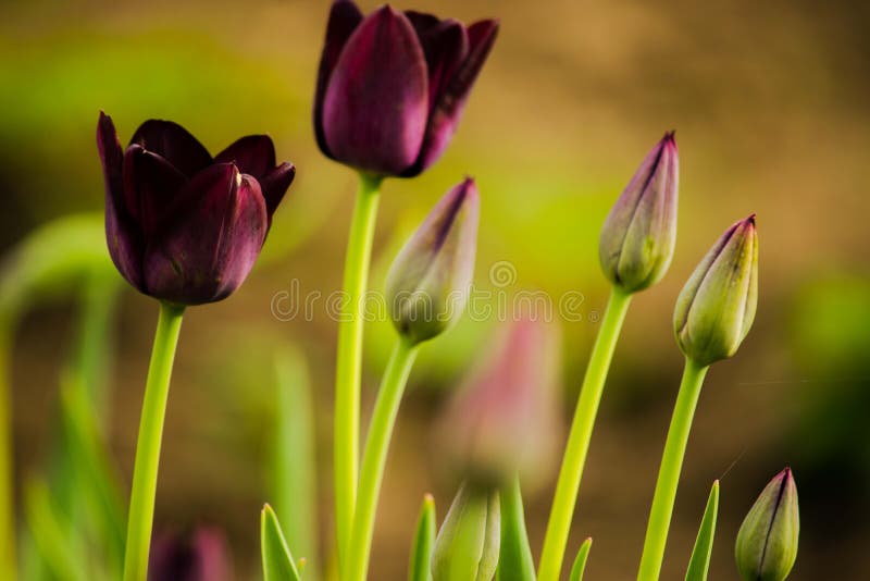 Tulipe, baby tulipe stock photo. Image of plant, yellow - 251164048