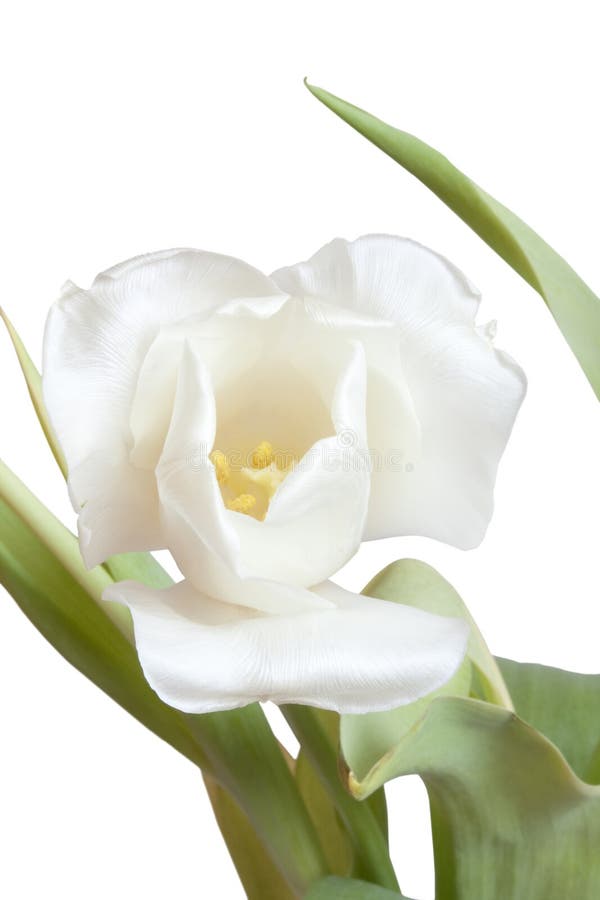 Tulipe blanche image stock. Image du ressort, jour, feuille - 13316241