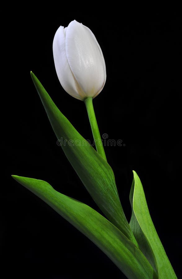 Tulipe blanche image stock. Image du blanc, pétales, fleurs - 4441513