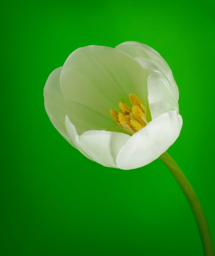 Tulipe blanche. image stock. Image du tulipe, beau, pollen - 4619305