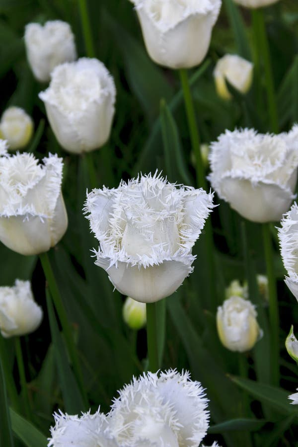 Tulipe Blanche Avec La Frange Image stock - Image du frange, fleur ...