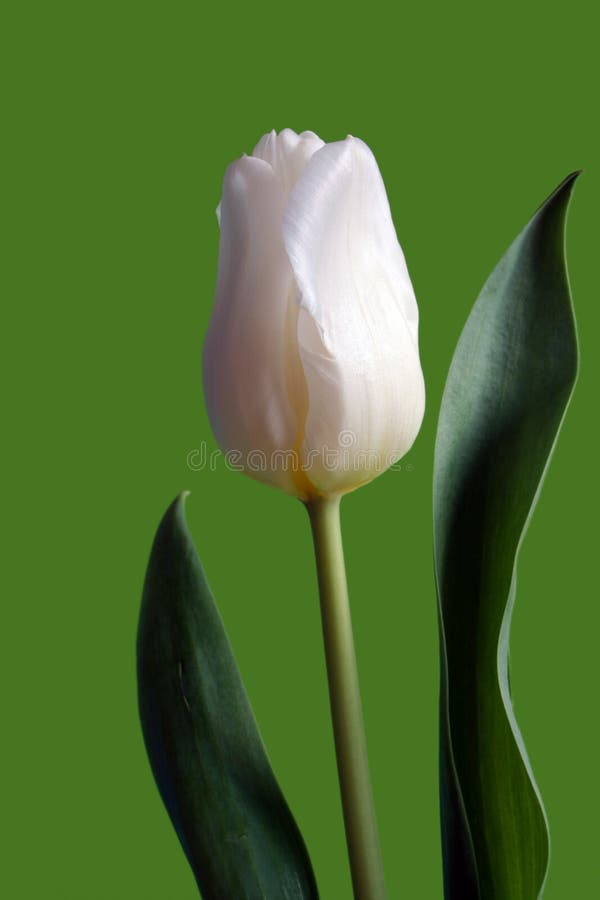 Tulipe blanche simple image stock. Image du pureté, accroissement - 641881
