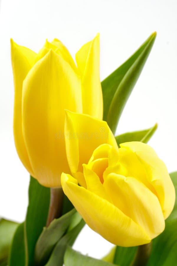 La Tulipe Jaune Fleurit Le Bouquet Image stock - Image du saisonnier ...