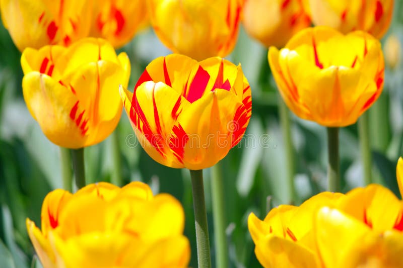 Des Tulipes Jaunes Vives épanouies Au Soleil Photo stock - Image du ...