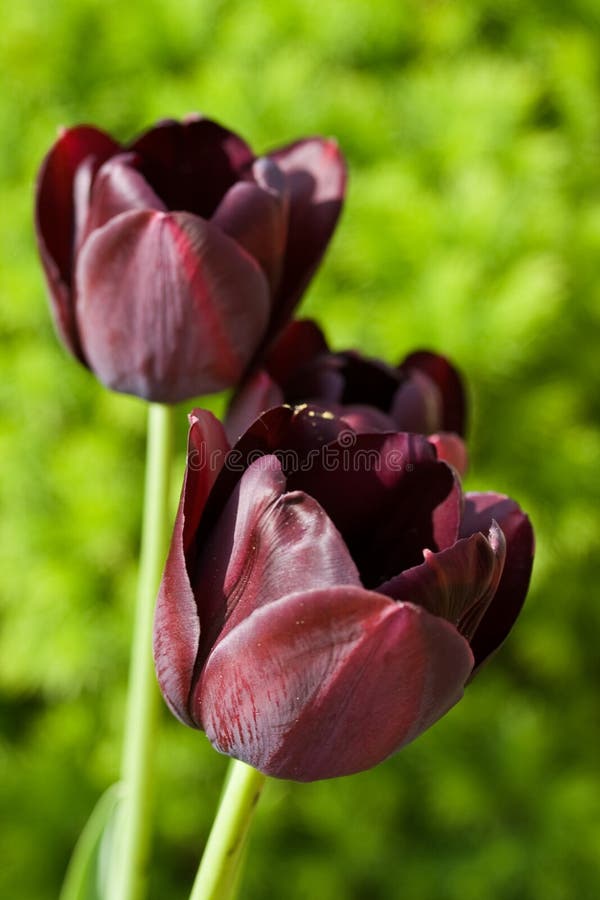 Tulipe Noire - Le Dessus De La Perfection Photo stock - Image du attire ...