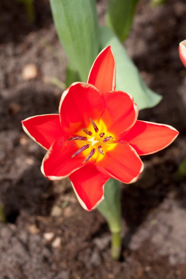 Tulipe ouverte de rouge photo stock. Image du floral - 19153584