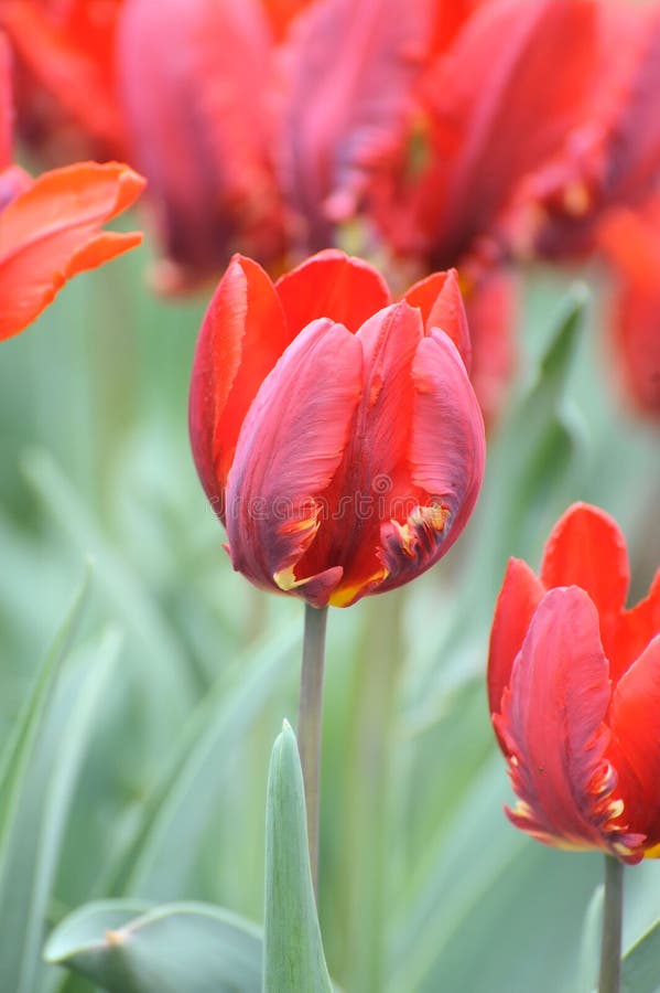 Tulipe rouge ouverte II image stock. Image du fleurs - 52069095