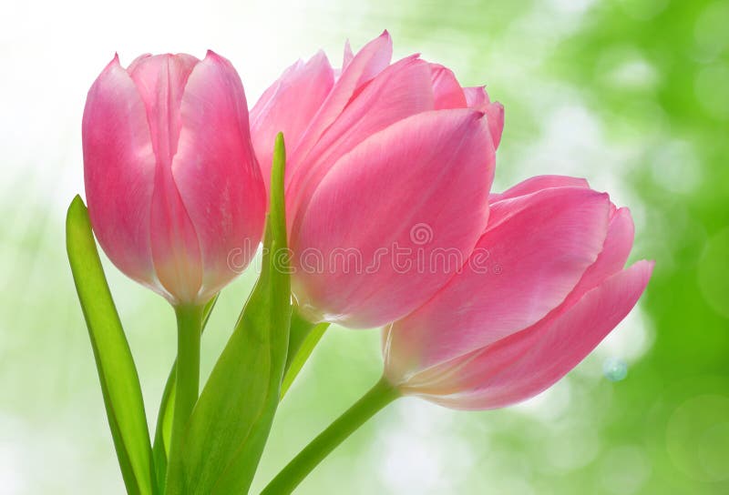 Plusieurs tulipes roses photo stock. Image du beauté, botanique - 8063492