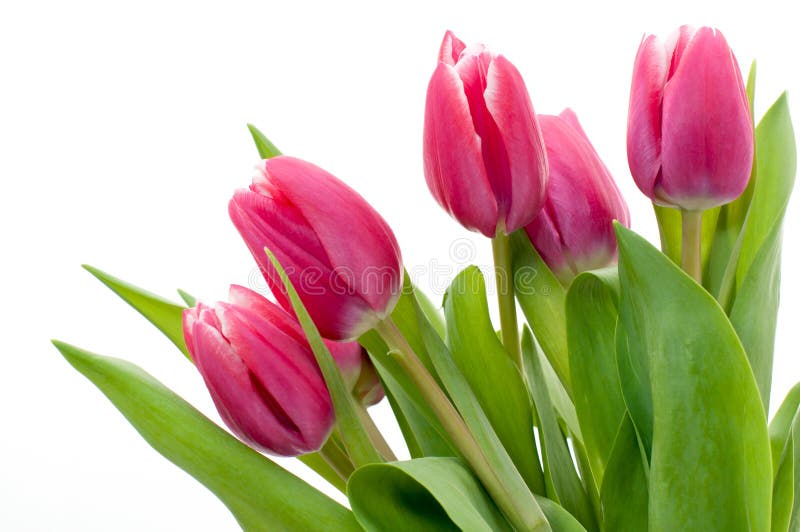 Tulipe rose photo stock. Image du fleur, flore, jour - 37852860