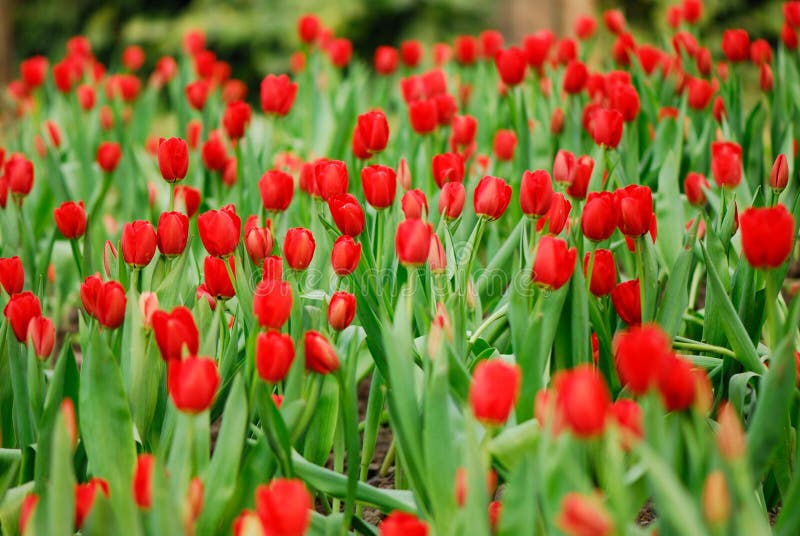 Tulipe rouge image stock. Image du floraison, extérieur - 18196383