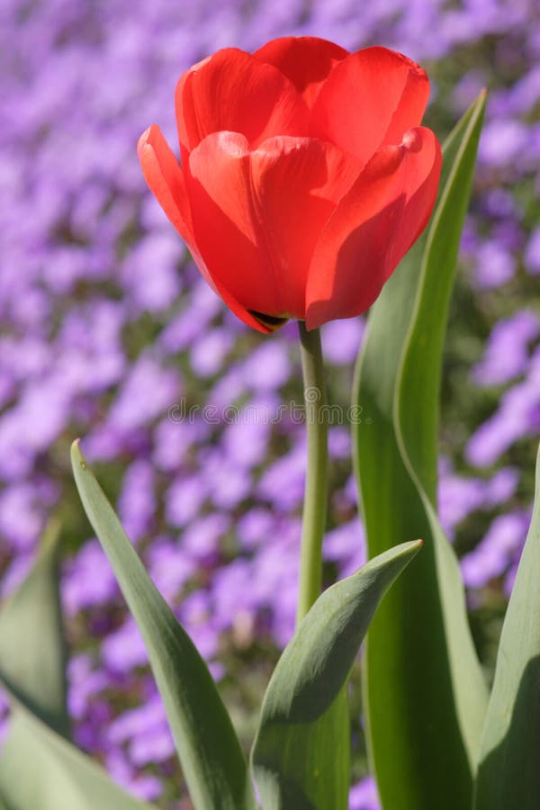 Tulipe rouge photo stock. Image du floraison, beau, buisson - 4318092