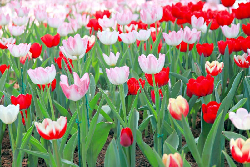 Tulipe Rouge Dans Le Jardin. Image stock - Image du rose, nature: 36954201