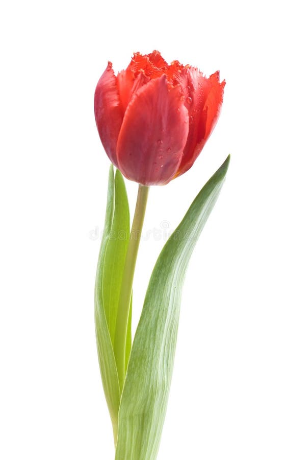 Tulipe rouge simple photo stock. Image du groupe, objet - 18969166