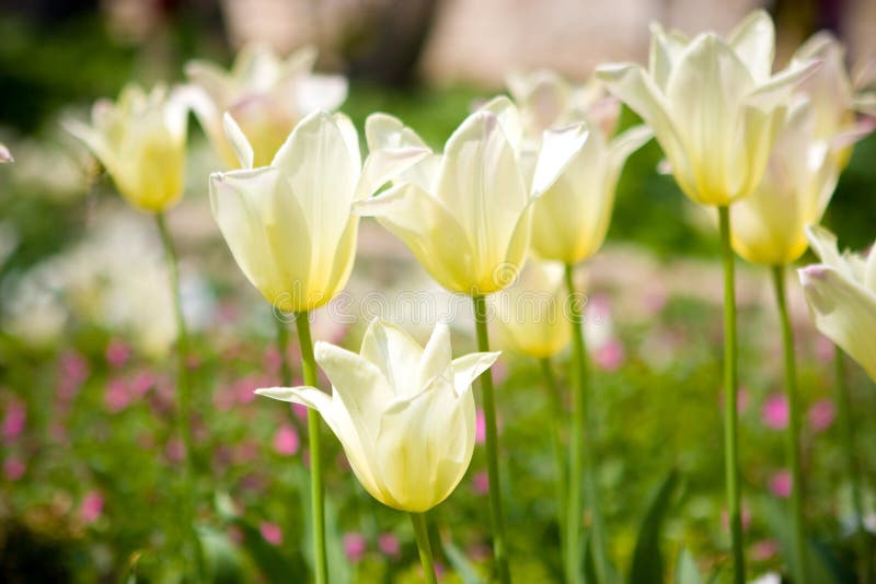 Tulipes blanches photo stock. Image du lumière, groupe - 5078168