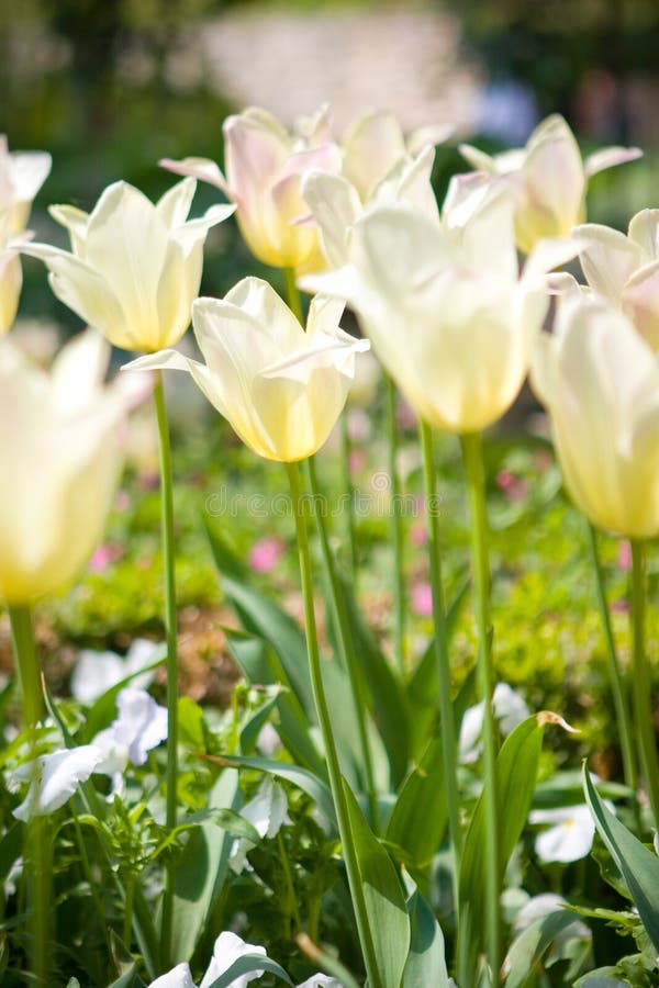 Tulipes blanches image stock. Image du cheminée, blanc - 5078179