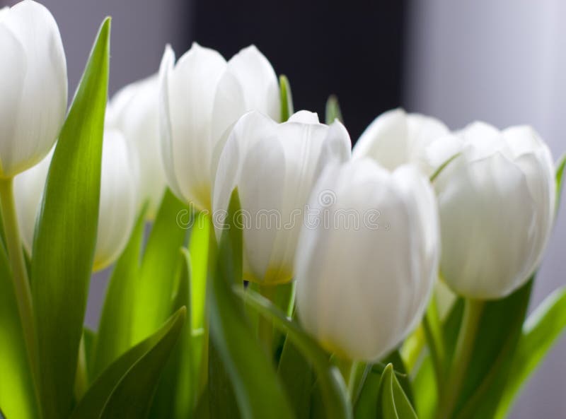 Tulipes blanches photo stock. Image du ressort, fond, lame - 8081214