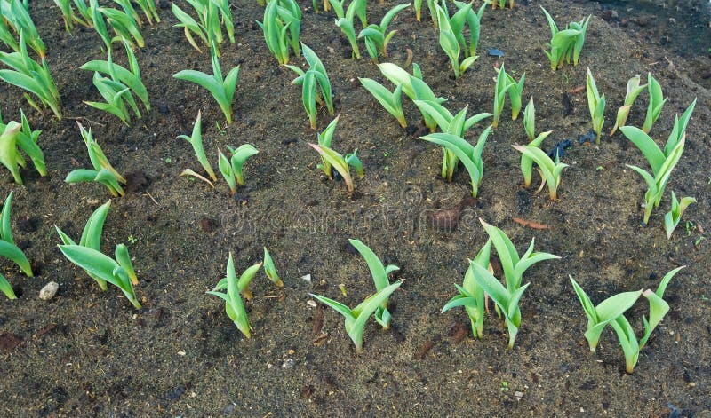 Tulipes de germination image stock. Image du éducation - 28445369