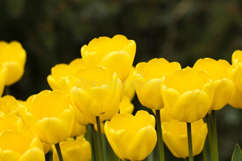 Tulipes jaunes image stock. Image du lame, floral, ampoule - 70178171