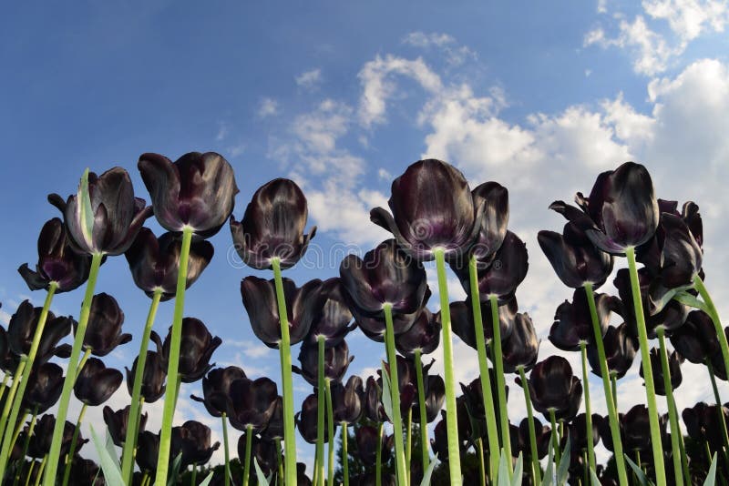 Tulipes noires image stock. Image du botanique, tulipes - 19537935