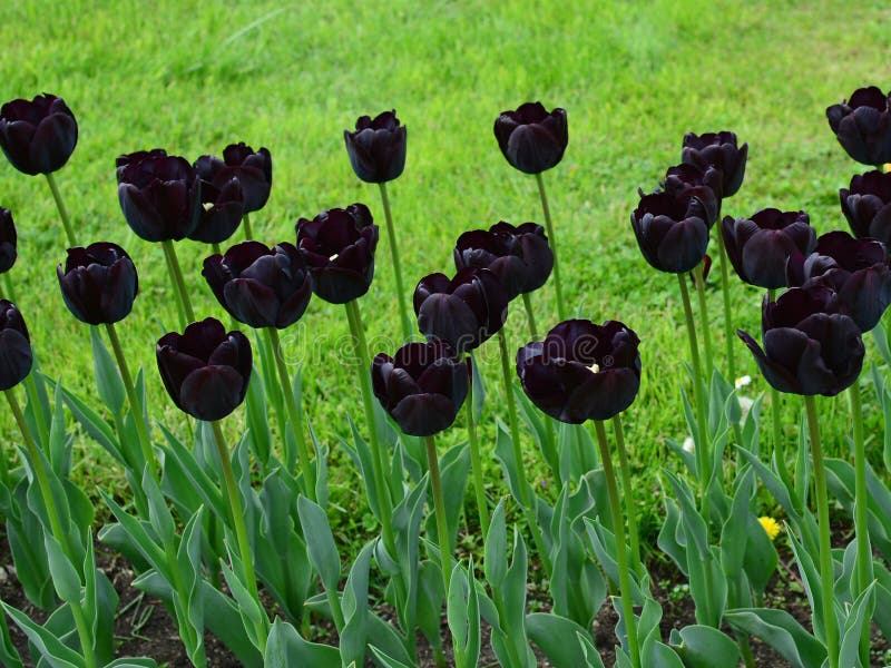 Tulipes noires photo stock. Image du croissance, botanique - 40373230